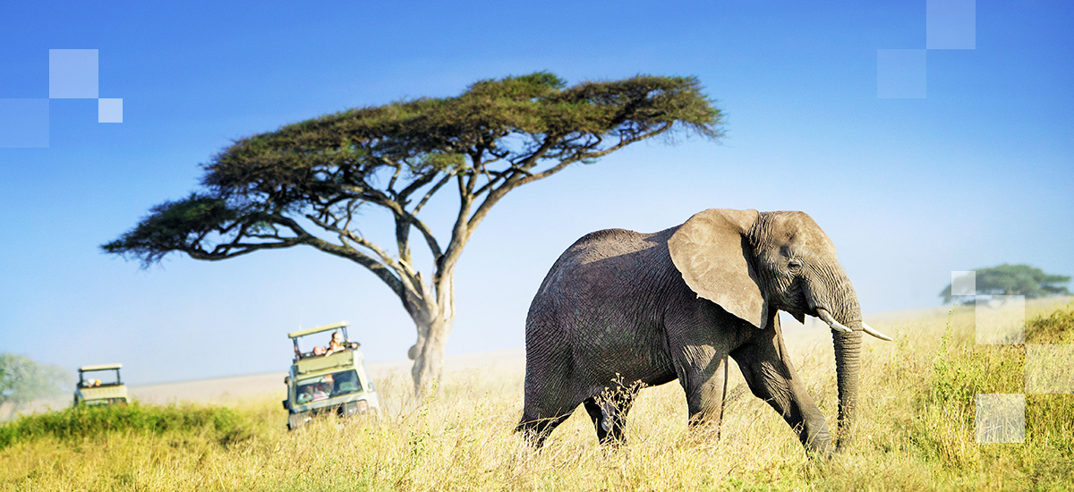 African Adventure: How to Plan a Safari with Confidence - KAYAK IN